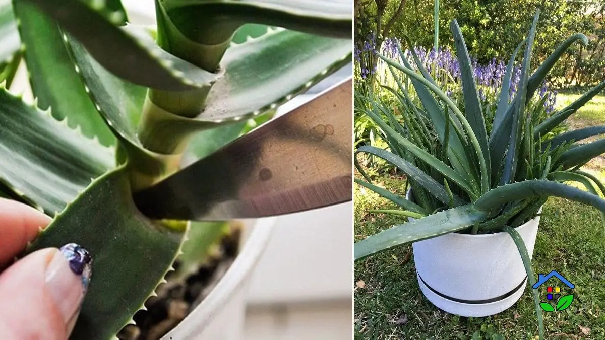Resuscitate and Thrive: Breathe New Life into Your Dying Aloe Vera!