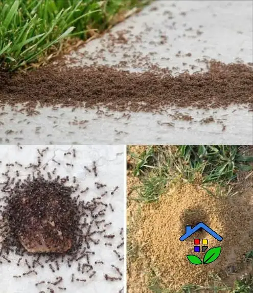Say Goodbye to Ants with This Natural and Garden-Friendly Solution