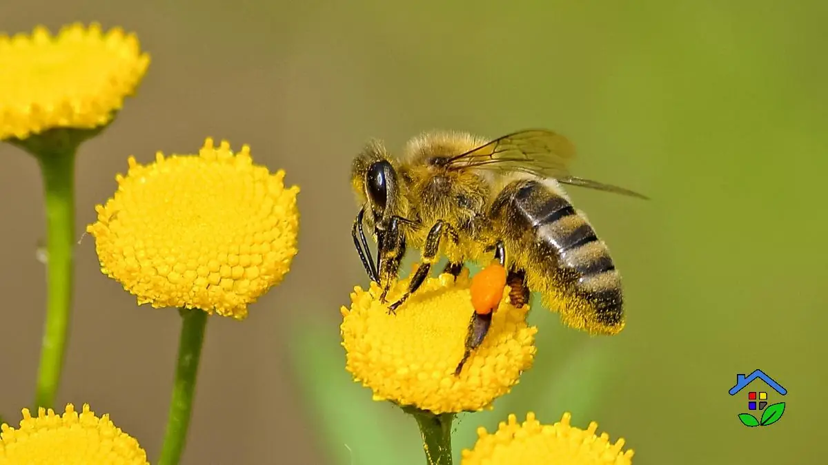How to Attract Bees and Boost Pollination