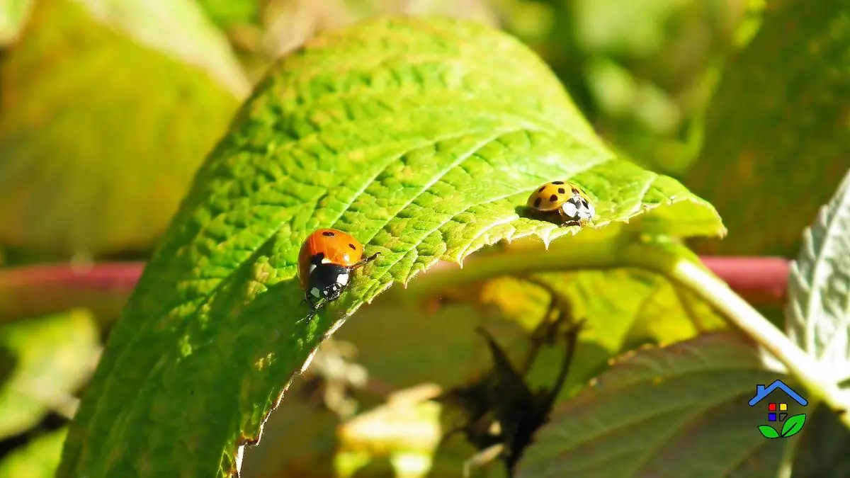 How to Attract Beneficial Garden Insects: Natural Techniques and Real ...