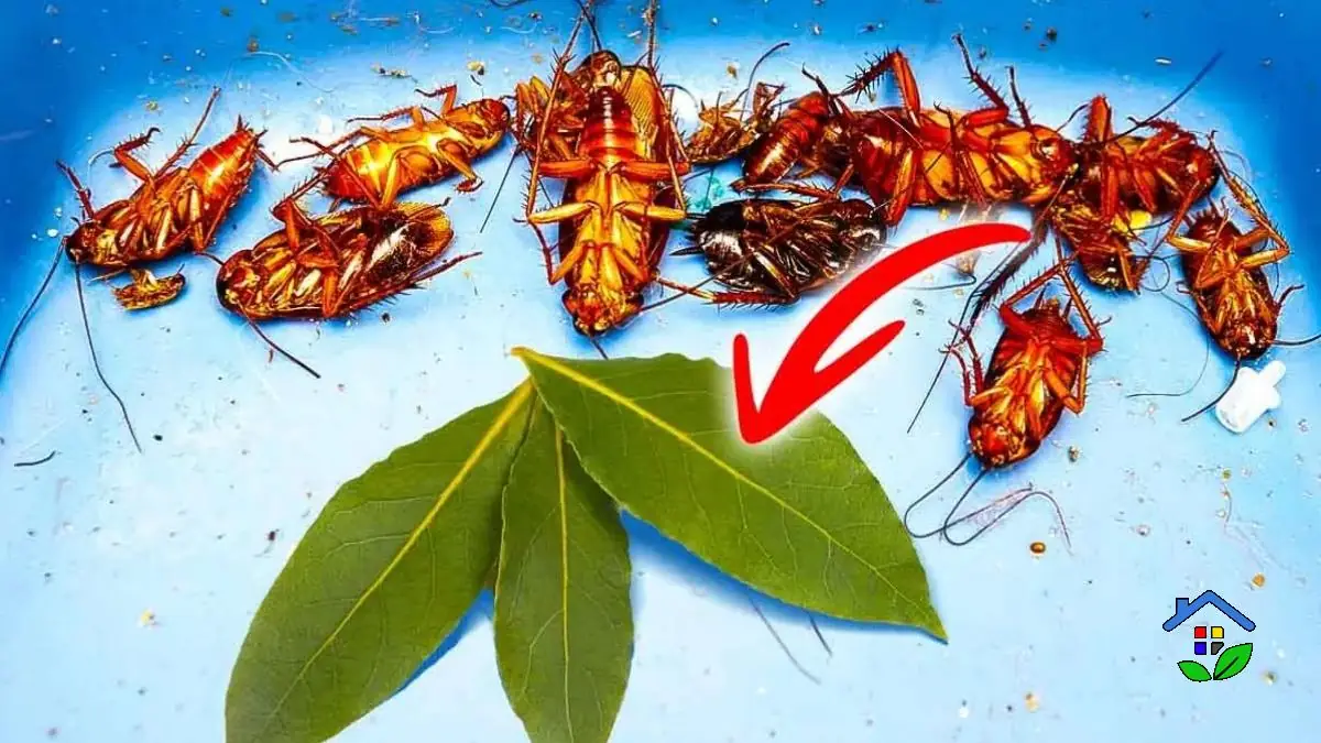 Bye-Bye Roaches: 5 Tips for a Cockroach-Free Kitchen!