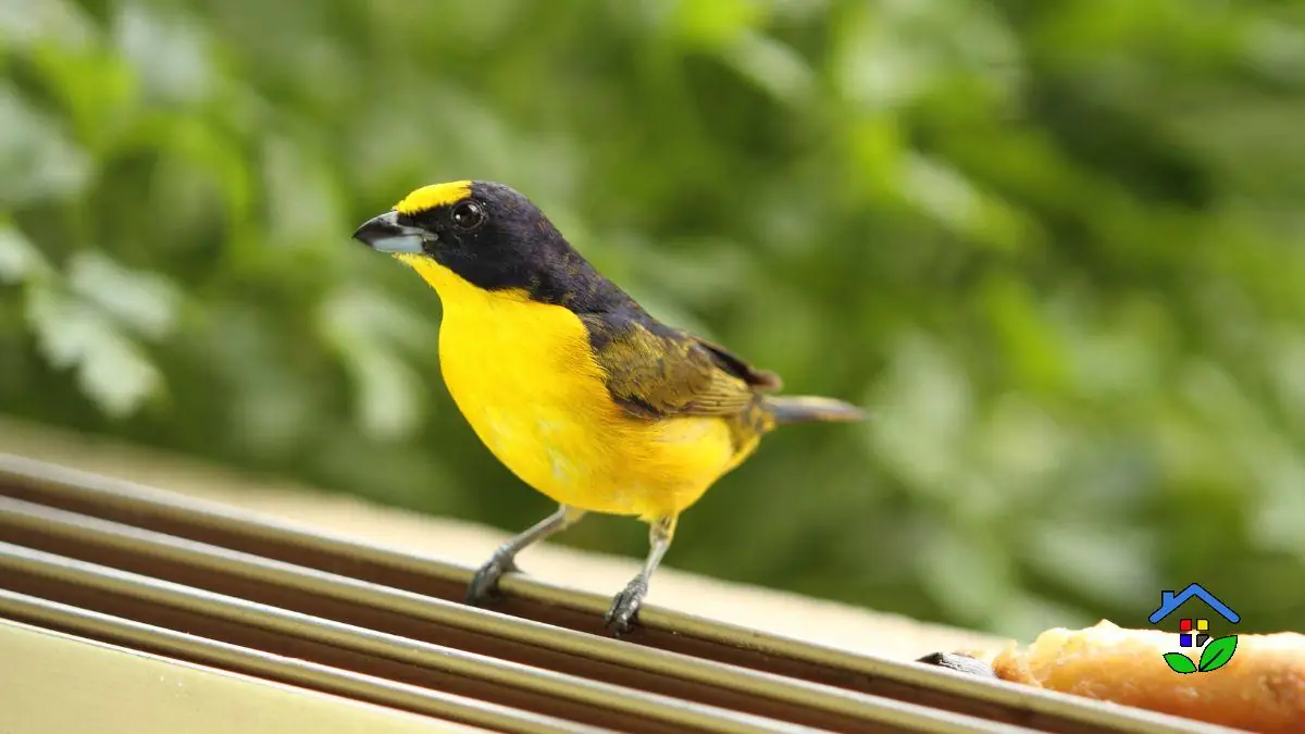 A Bird Flew Into Your House — What Does It Mean?