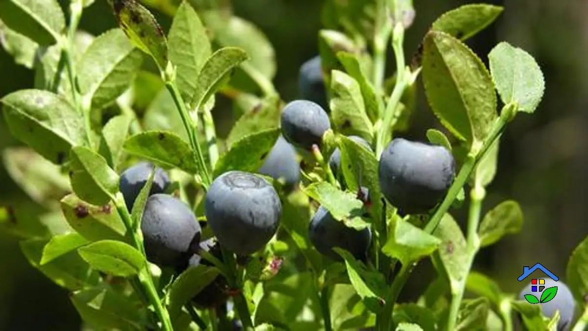 The Perfect Blueberries: 5 Essential Criteria for Freshness and Flavor
