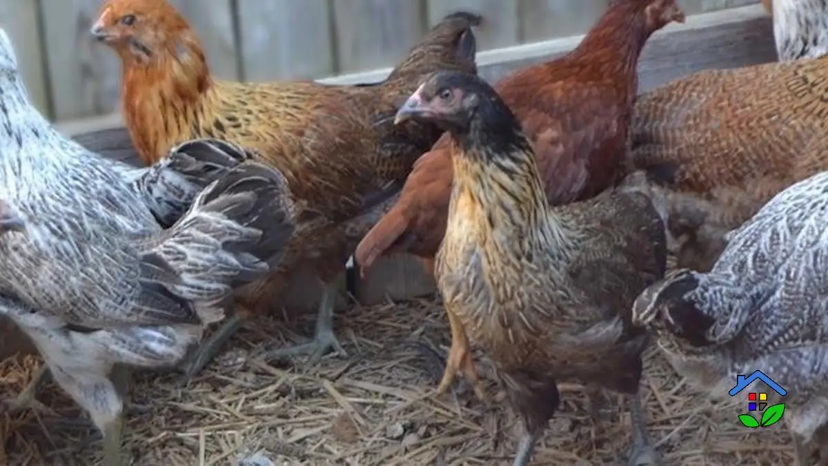 5 Money-Saving Tips for Raising Chickens on a Budget