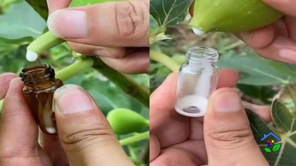 Fig Tree Sap: Traditional Benefits, Safety Tips and How to Use It