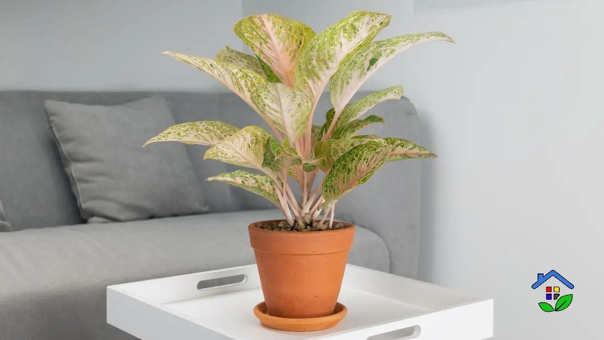 Natural Ways to Freshen Up Your Home Natural Ways to Freshen Up Your Home