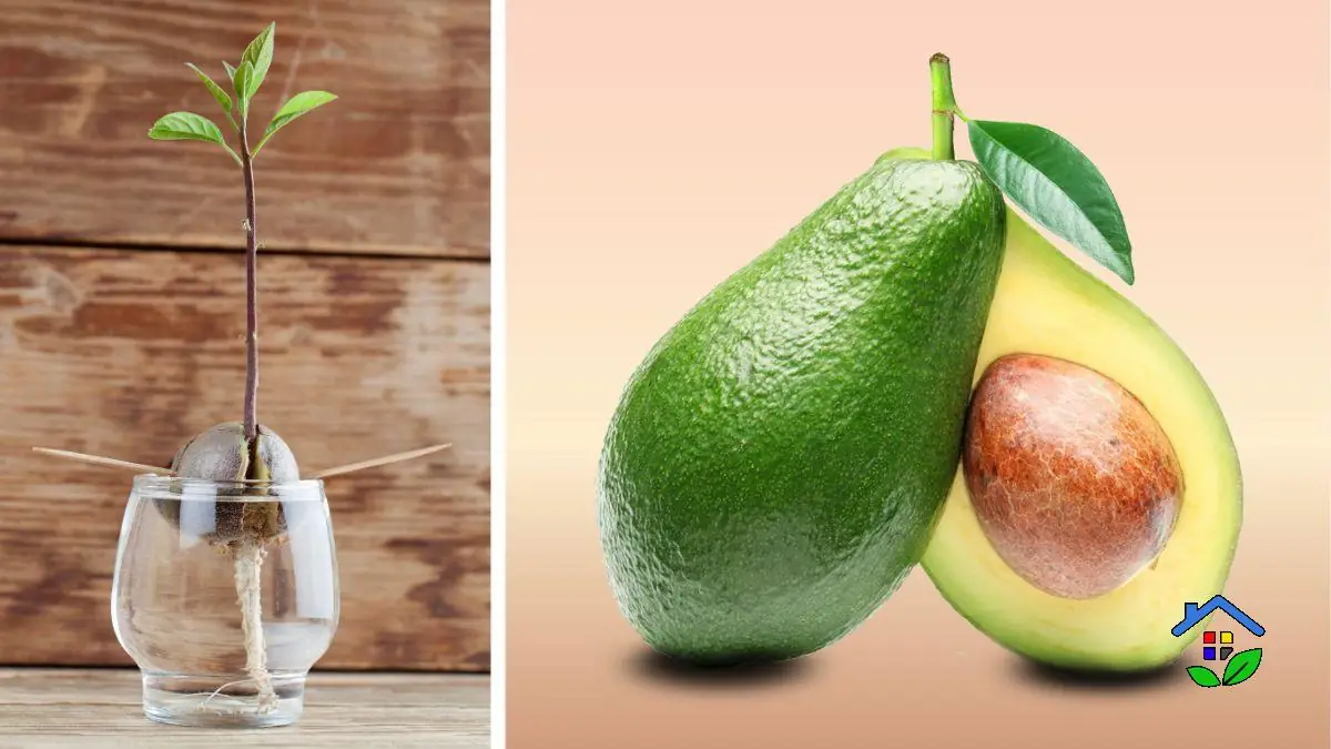 How to Grow an Avocado Tree from a Pit - Step by Step