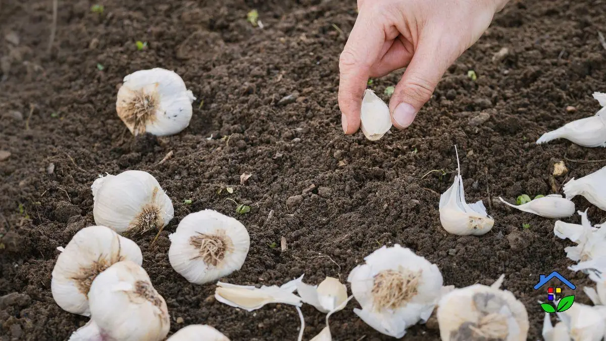 How to Grow Garlic All Year Long: Easy and Natural Method for Beginners