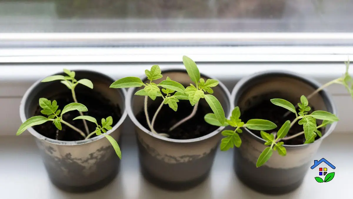 Indoor Spring Seed Starting: 6 Easy Steps for a Healthy Garden Kickoff