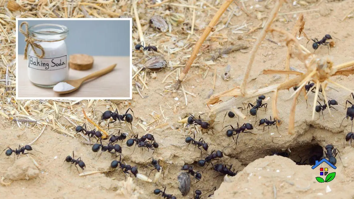 Keep Ants Away Naturally with This Baking Soda and Sugar Trick