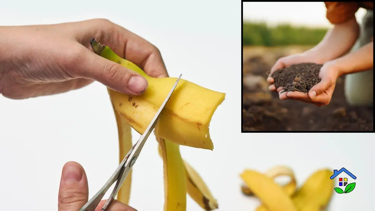 Eco Gardening Hack: Make a Powerful Liquid Fertilizer from Banana Peels 🌿🍌