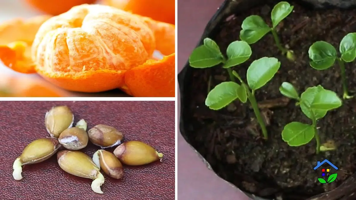 The Mandarins of Infinity: Cultivating Limitless Fruit