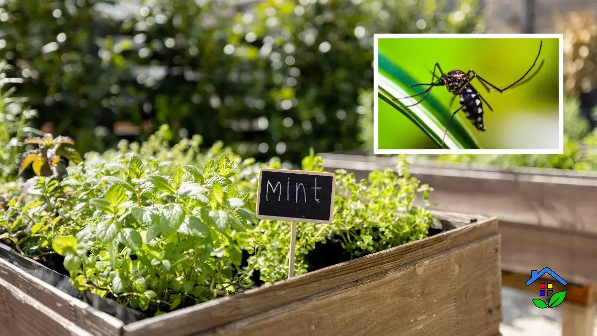 5 Mosquito-Repelling Plants to Grow at Home for a Bite-Free Summer