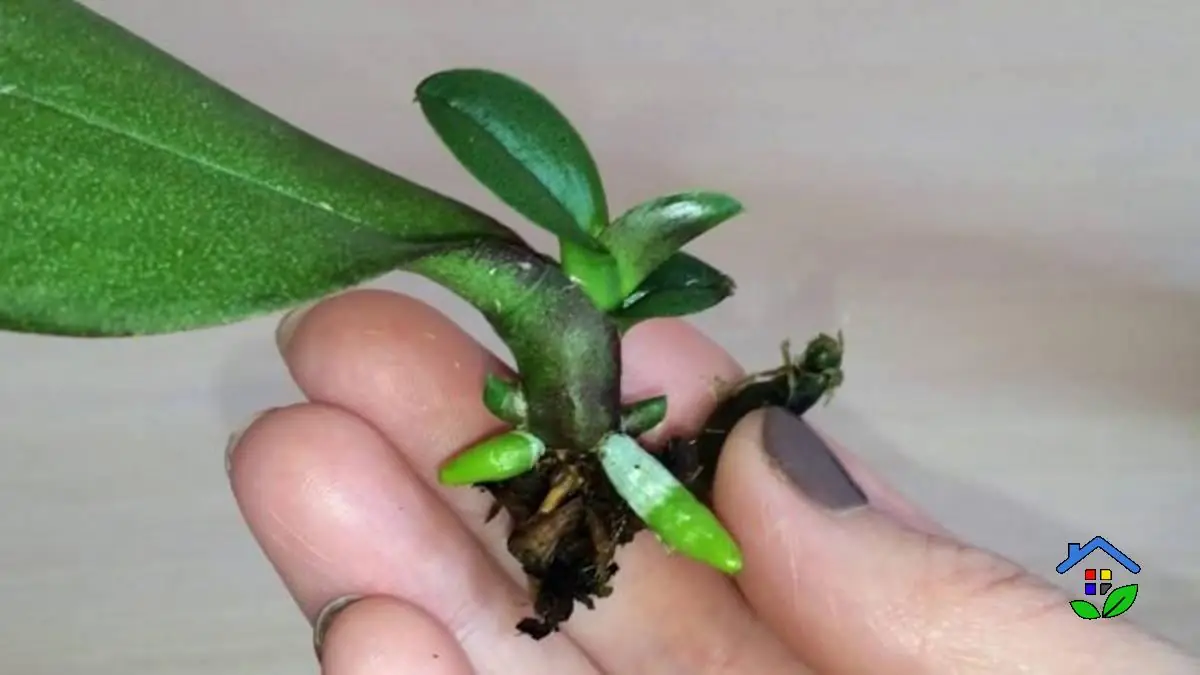 Growing Orchids from Leaves: Step-by-Step Guide