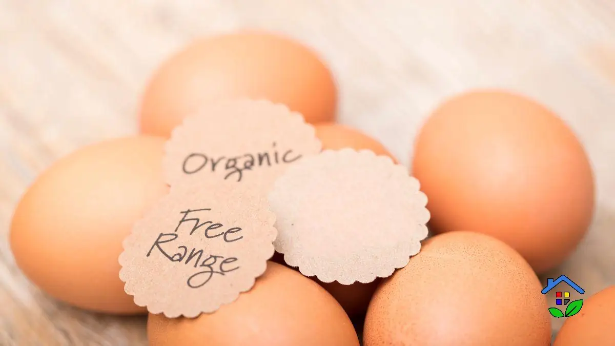 Organic vs Free-Range vs Standard Eggs: What Really Sets Them Apart?