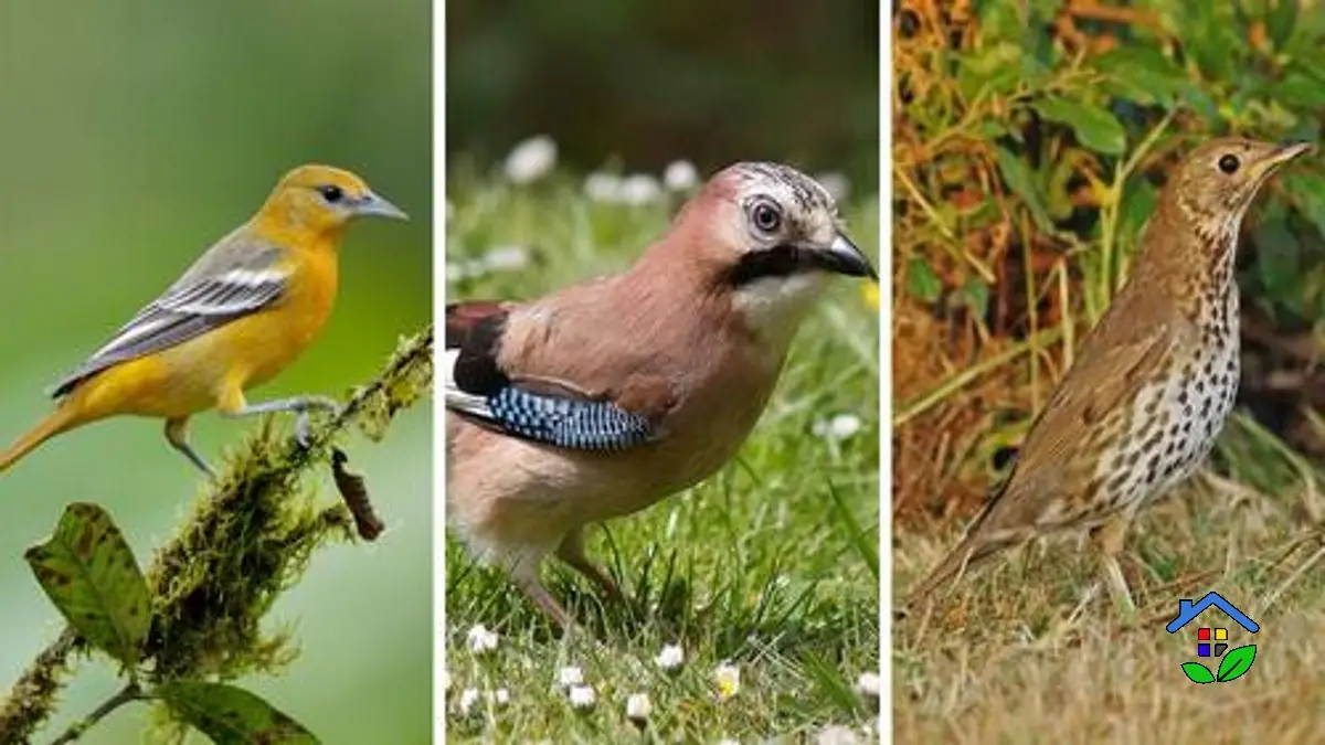 11 Birds For Natural Pest Control
