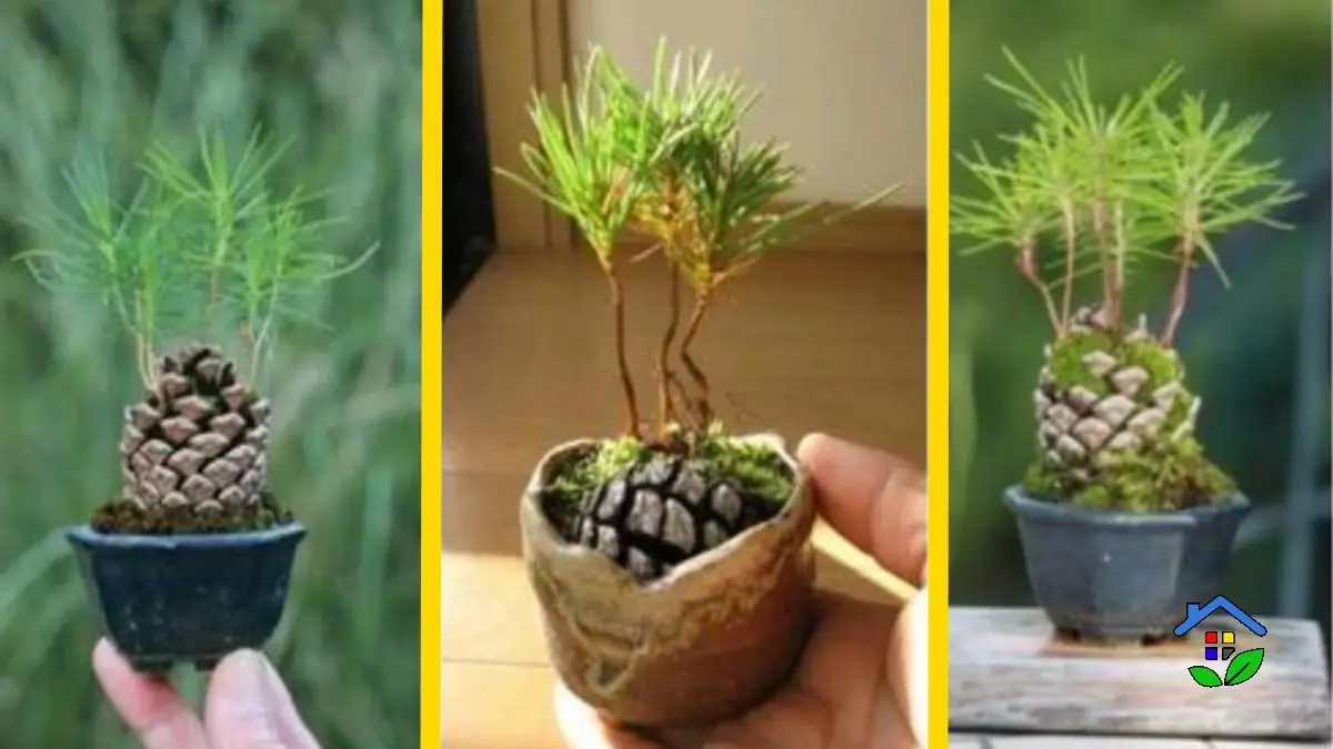Tiny Pine Cone Decor: Easy Sprouting Guide