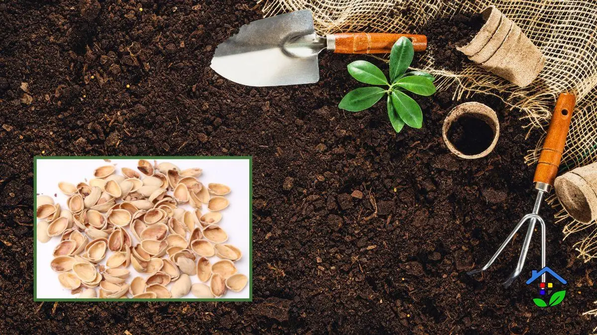 Don’t Throw Away Pistachio Shells: Here’s How They Can Supercharge Your ...