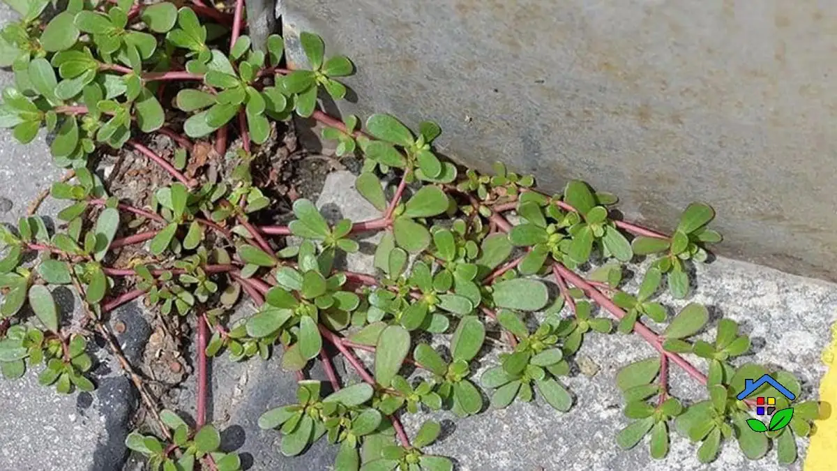 Nature's Masterpiece: 10 Benefits of Porcelain Plant Cultivation