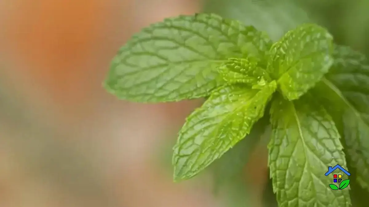 15-Minute Refresh-mint: Making Homemade Mint Syrup