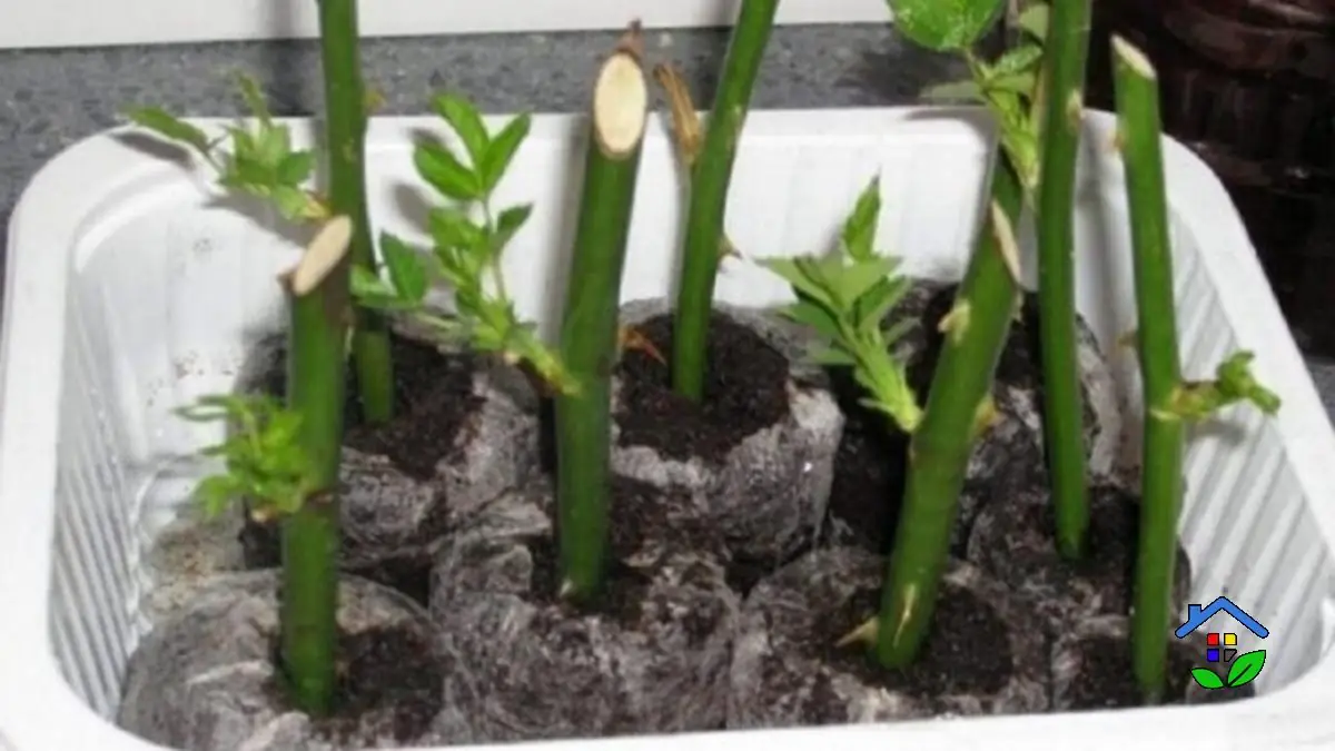 From Rose Stem to a Flower: A Guide to Grow Roses