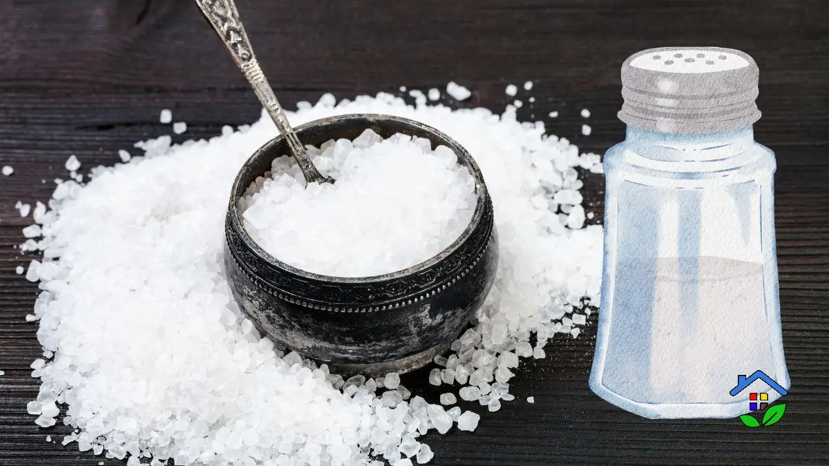 Sea Salt vs Table Salt: What’s the Difference