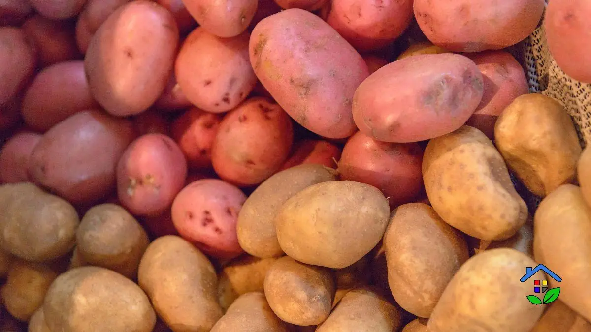 Sweet Potato vs Regular Potato: What’s the Difference
