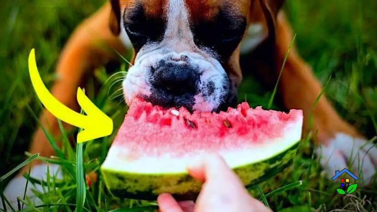 Pawsitively Delicious: Discover the Canine Craze for Watermelon!